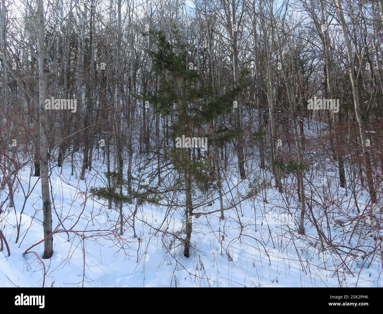 eastern redcedar (Juniperus virginiana), Plantae, Dane, Wisconsin ...