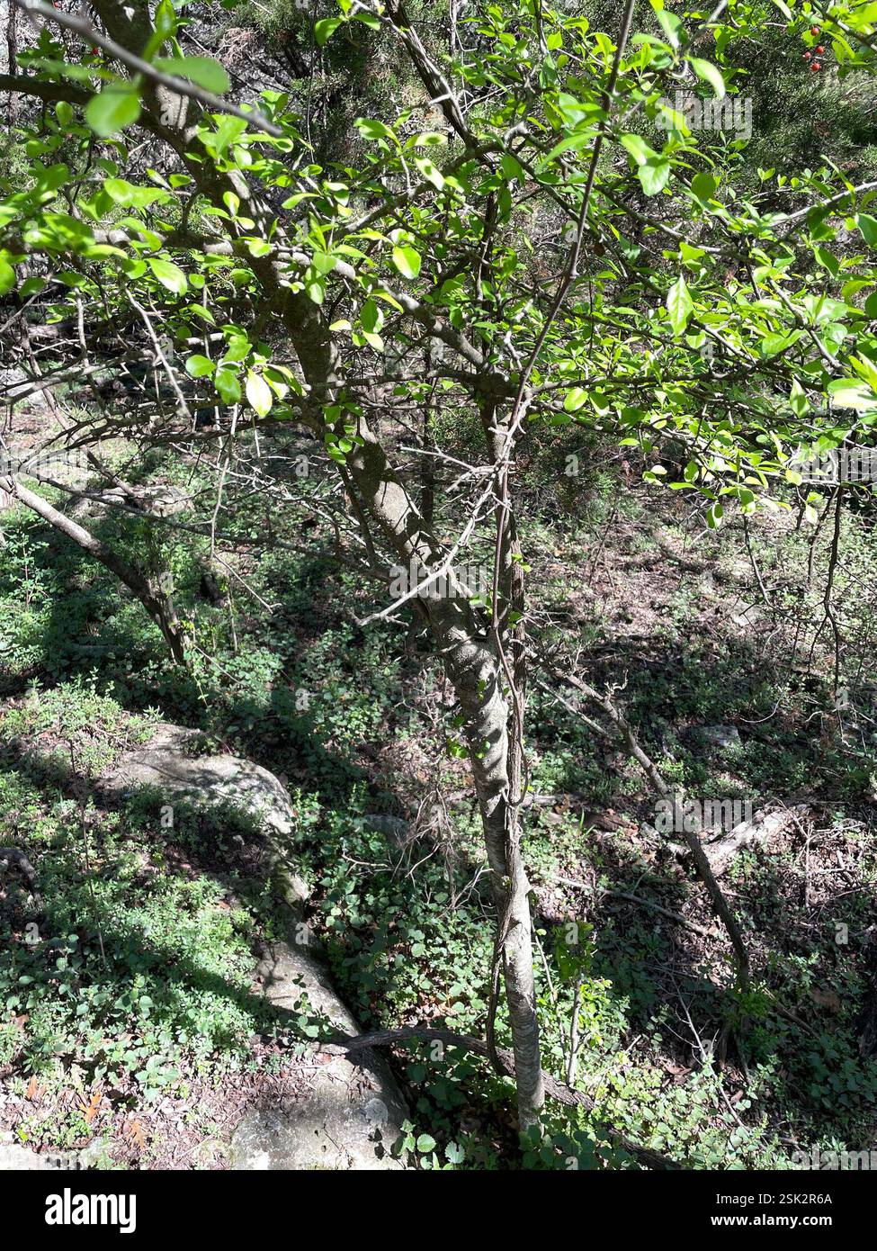 possumhaw (Ilex decidua), Plantae, Temple, TX, US Stock Photo - Alamy