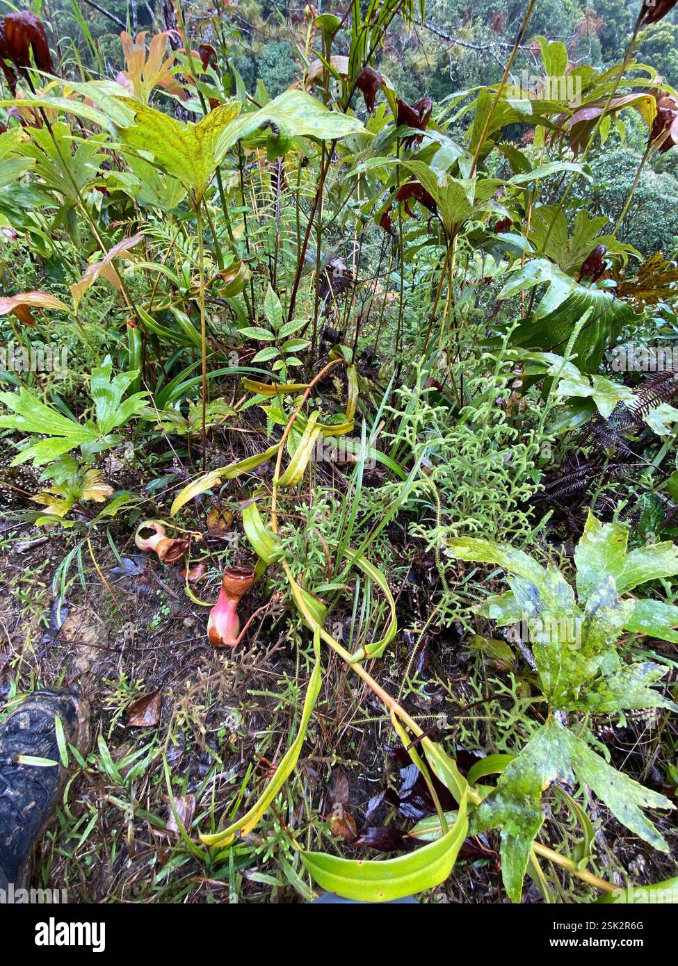 (Nepenthes ventricosa), Plantae, Philippines, Pitchers iPhone width and ...