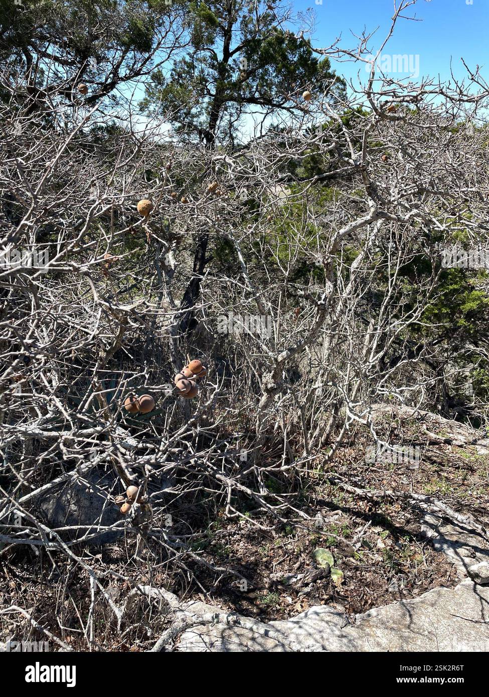 (Disholcaspis pruniformis), Insecta, Temple, TX, US, On Quercus sinuata ...
