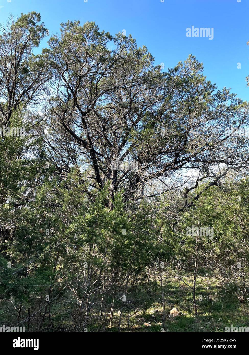 Ashe juniper (Juniperus ashei), Plantae, Leona Park Ln, Moody, TX, US ...
