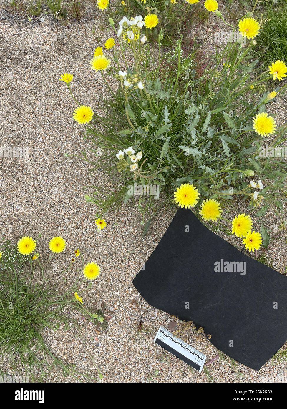 Redroot Cryptantha (Eremocarya micrantha), Plantae, Ocotillo Cir ...