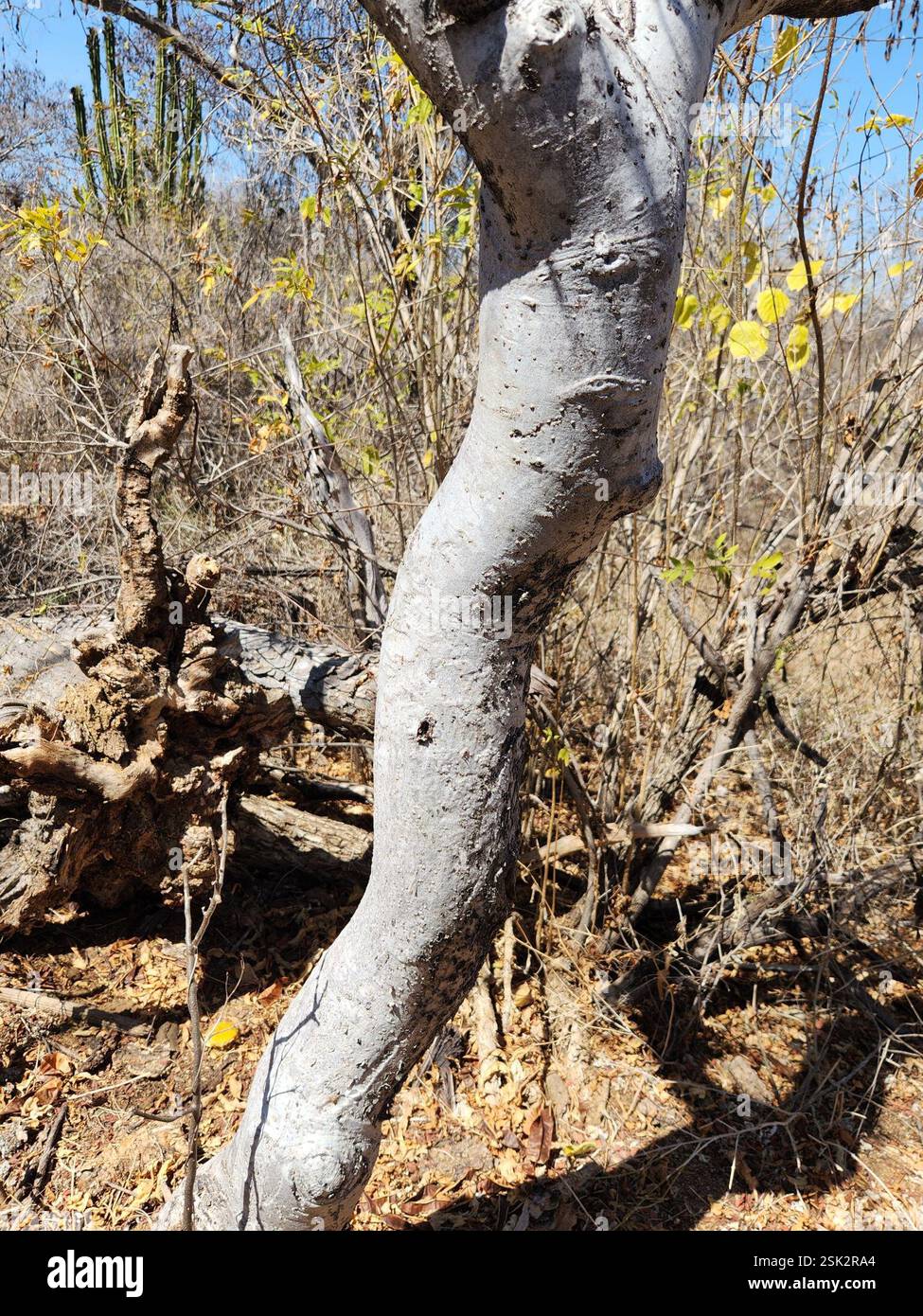 cimarron plum (Cyrtocarpa edulis), Plantae, La Paz, MX-BS, MX Stock ...