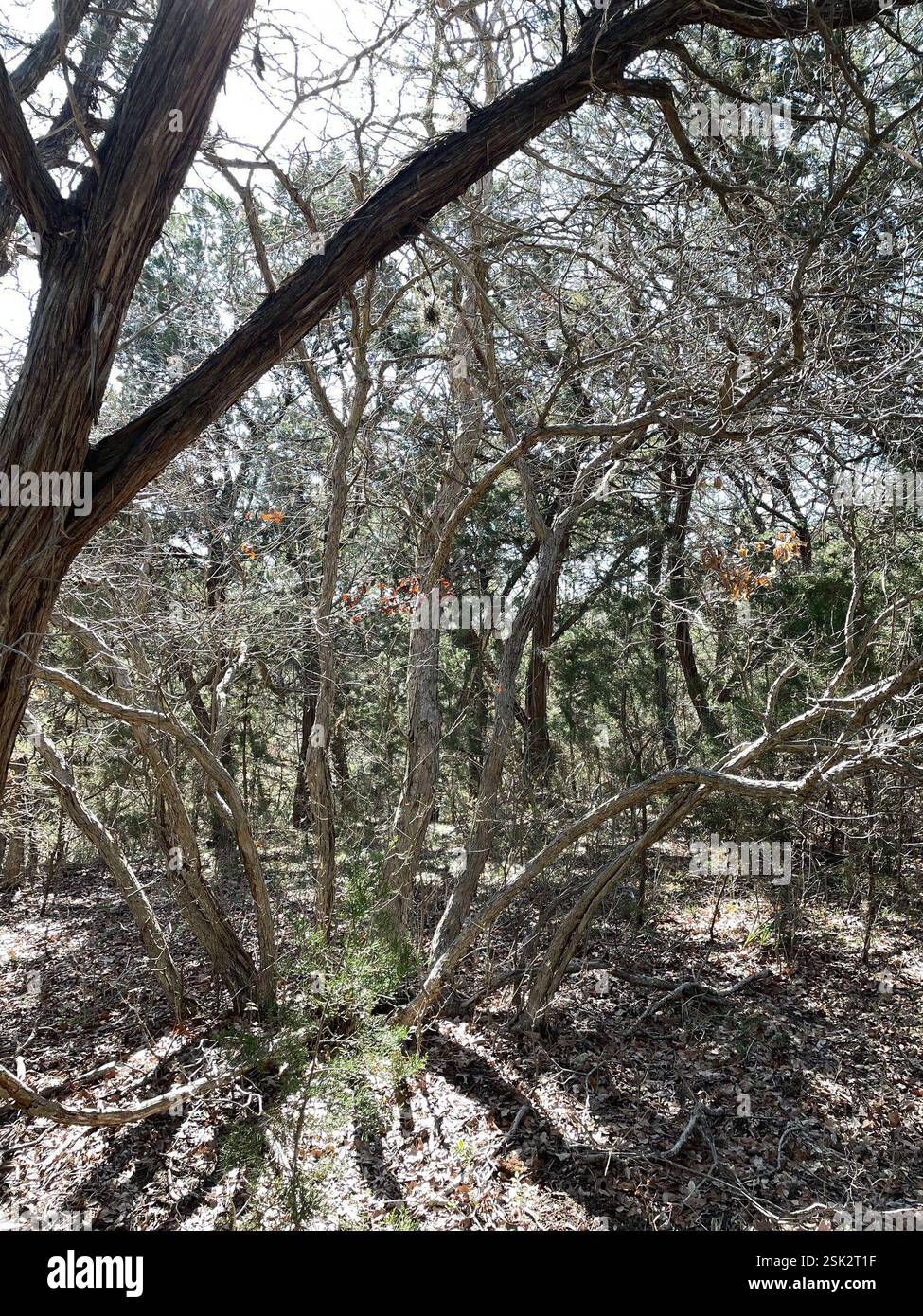 White Shin Oak (Quercus sinuata breviloba), Plantae, Moody, TX, US ...