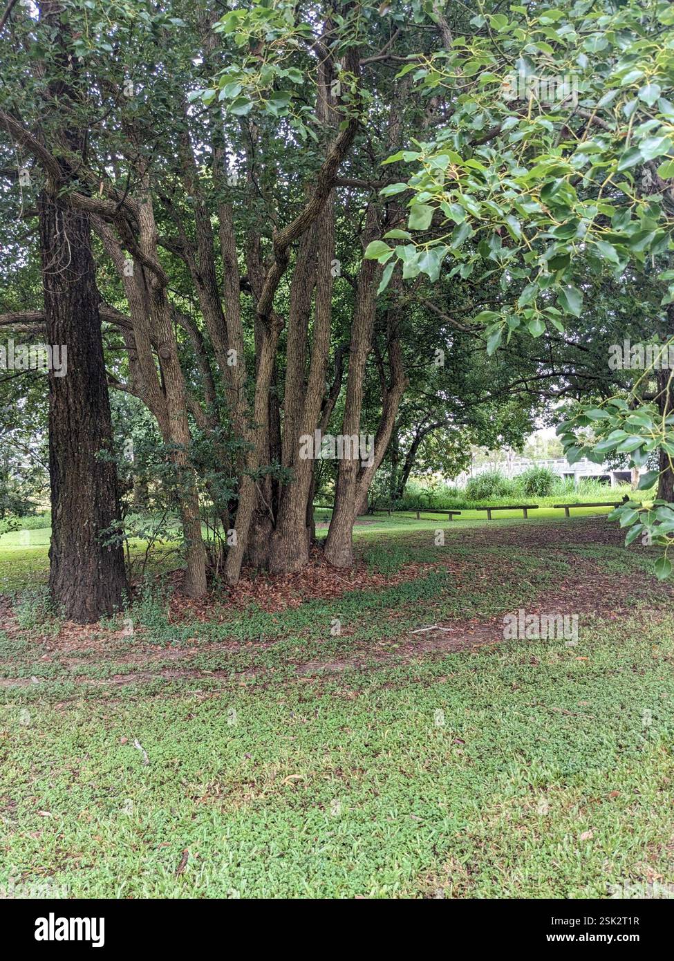 Camphor (Camphora officinarum), Plantae, Zillmere QLD 4034, Australia ...