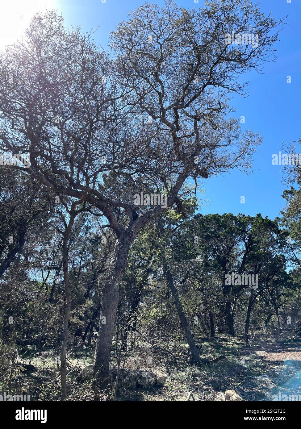 Bastard oak (Quercus sinuata sinuata), Plantae, Temple, TX, US Stock ...