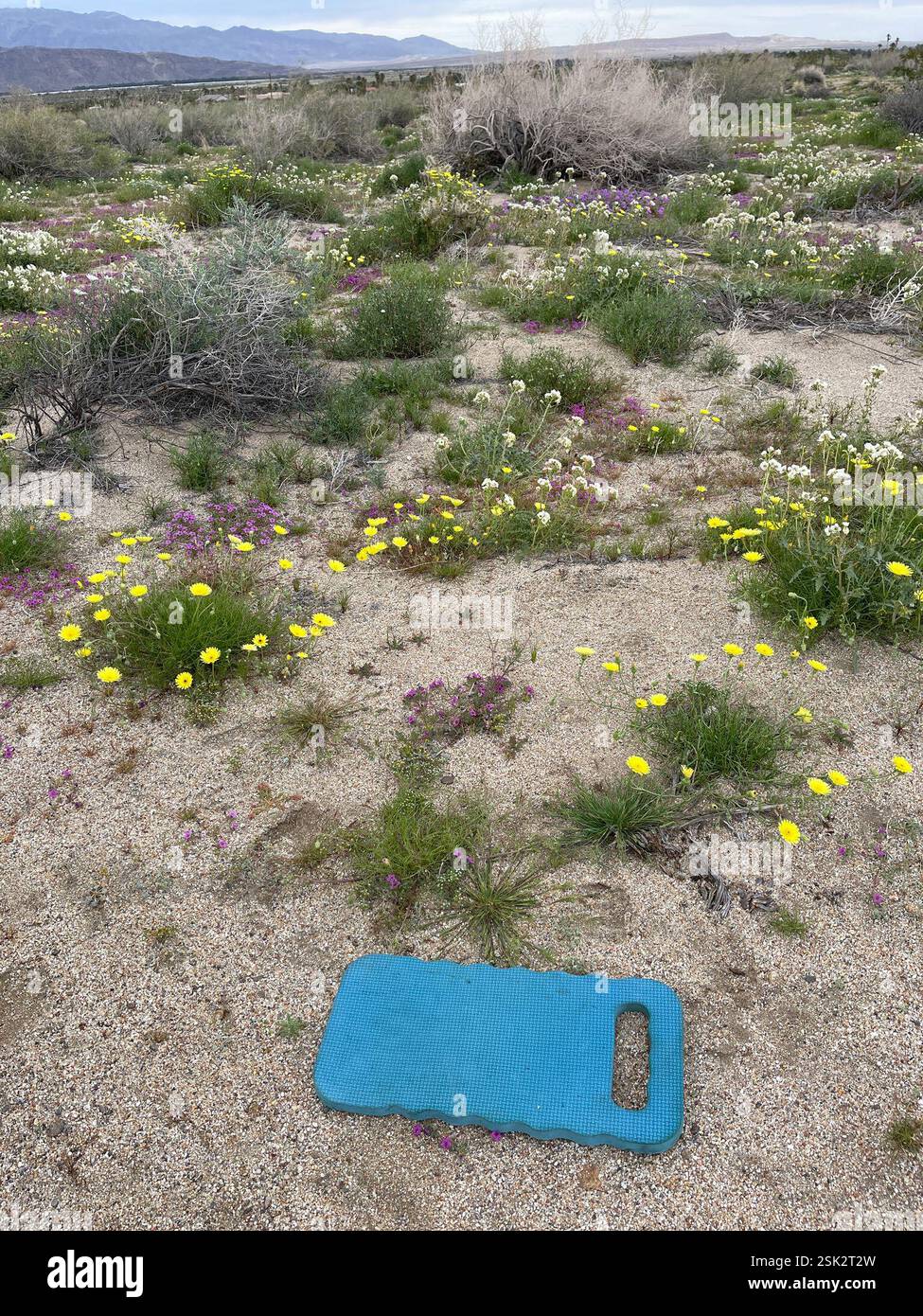 red-root cryptantha (Eremocarya micrantha micrantha), Plantae, Ocotillo ...