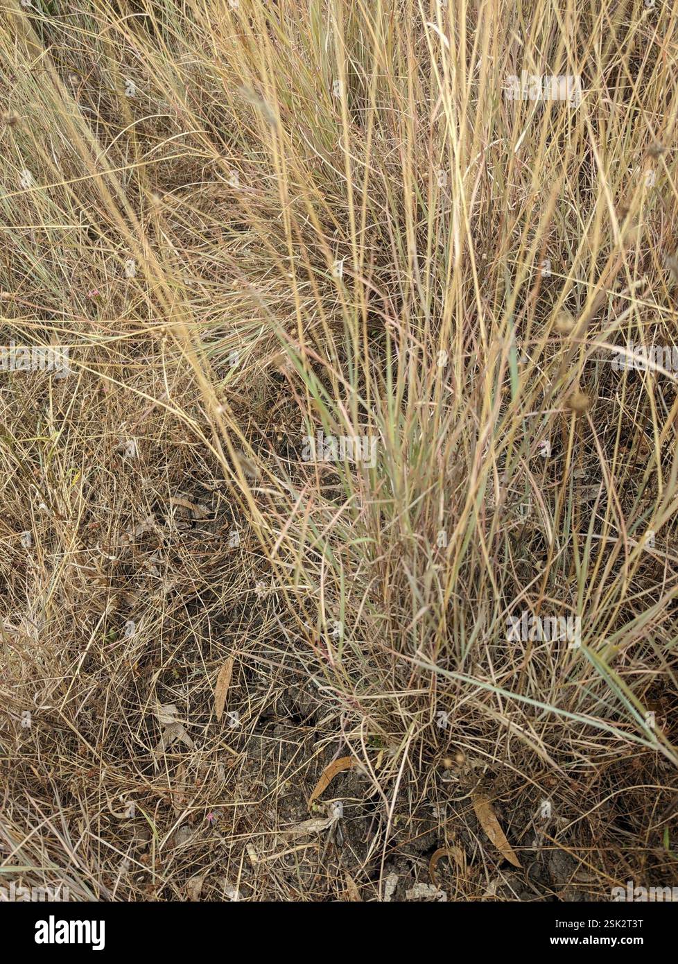 Queensland Blue Grass (Dichanthium sericeum), Plantae, Bundoora VIC ...