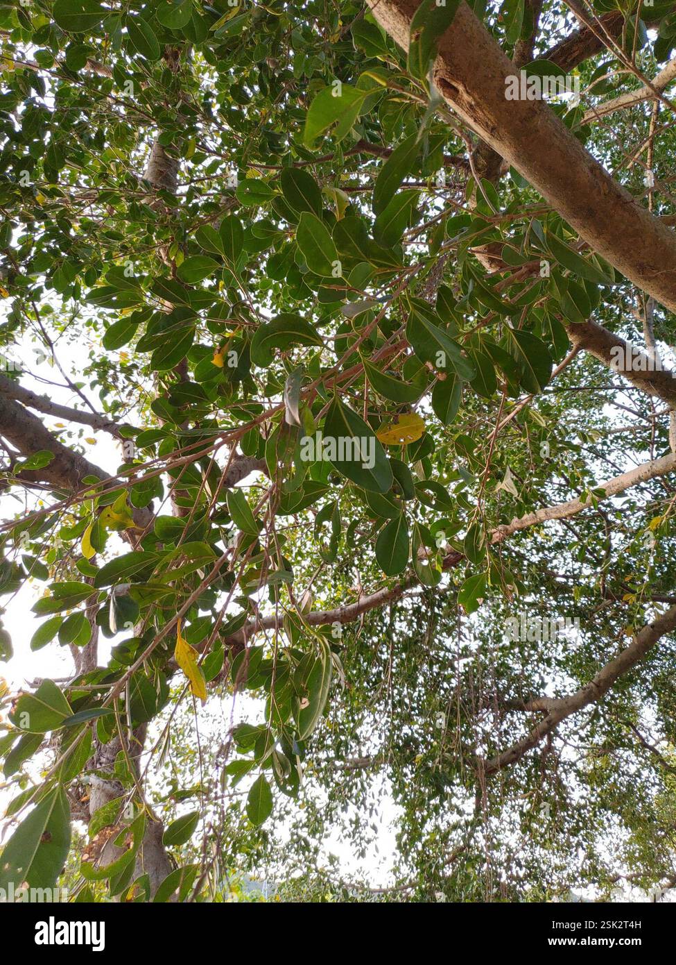 Figs (Ficus), Plantae, 242, Taiwan, 新北市新莊區丹鳳里 Stock Photo - Alamy