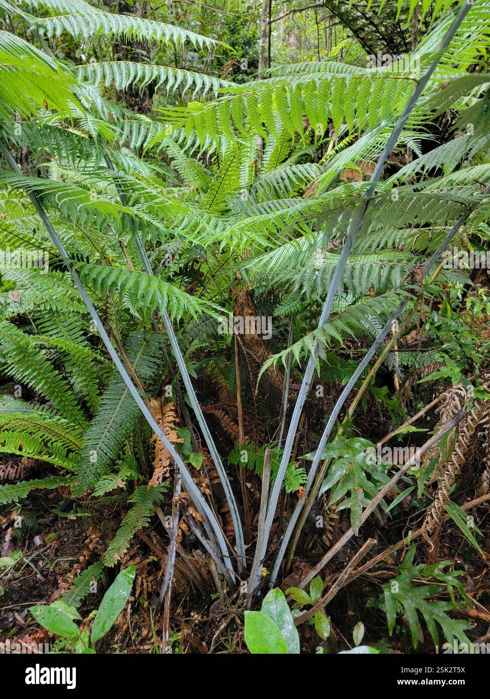 silver fern (Cyathea dealbata), Plantae, Ohakune 4625, New Zealand ...