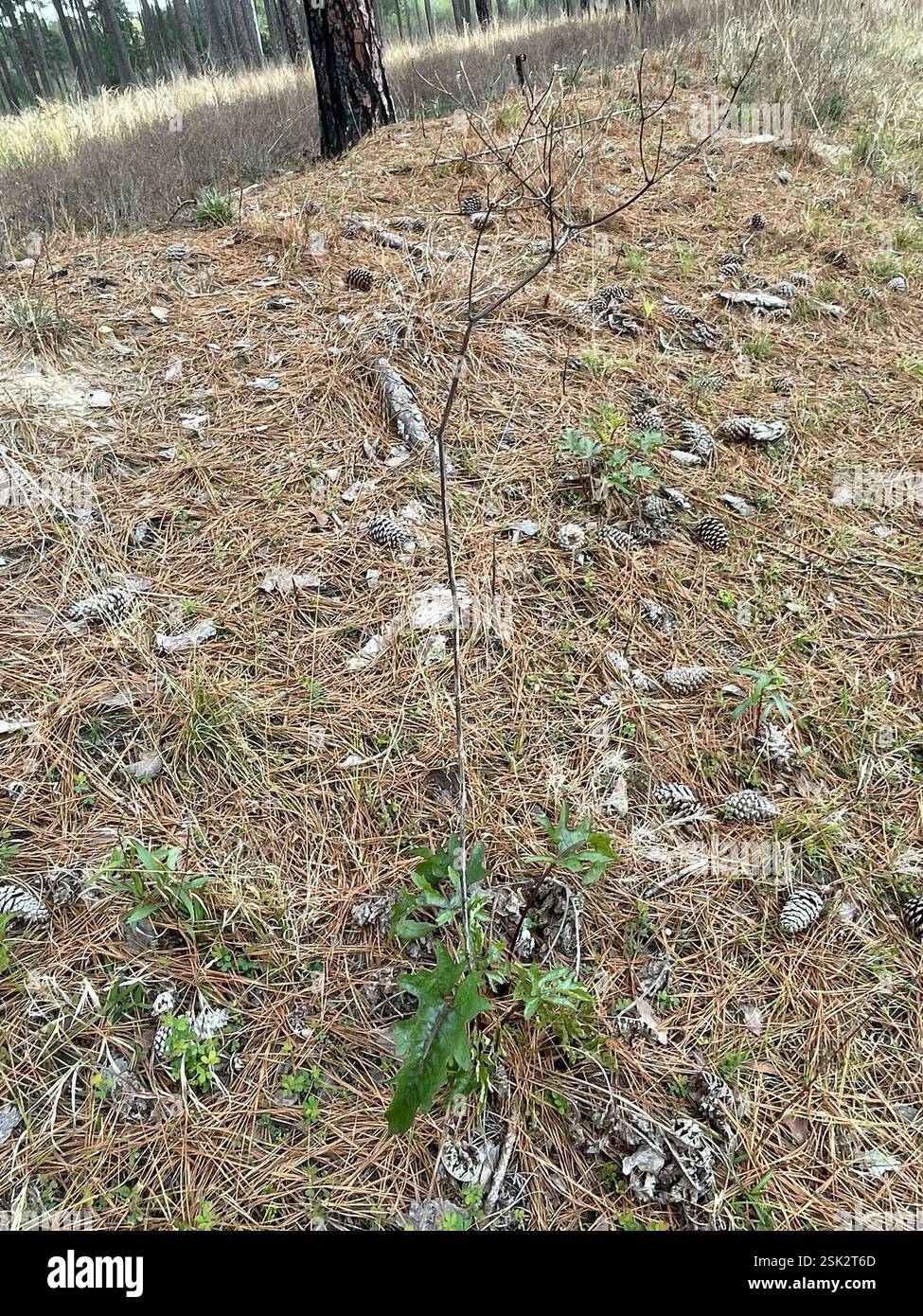 Kidney-leaf Rosinweed (Silphium compositum), Plantae, North Carolina ...