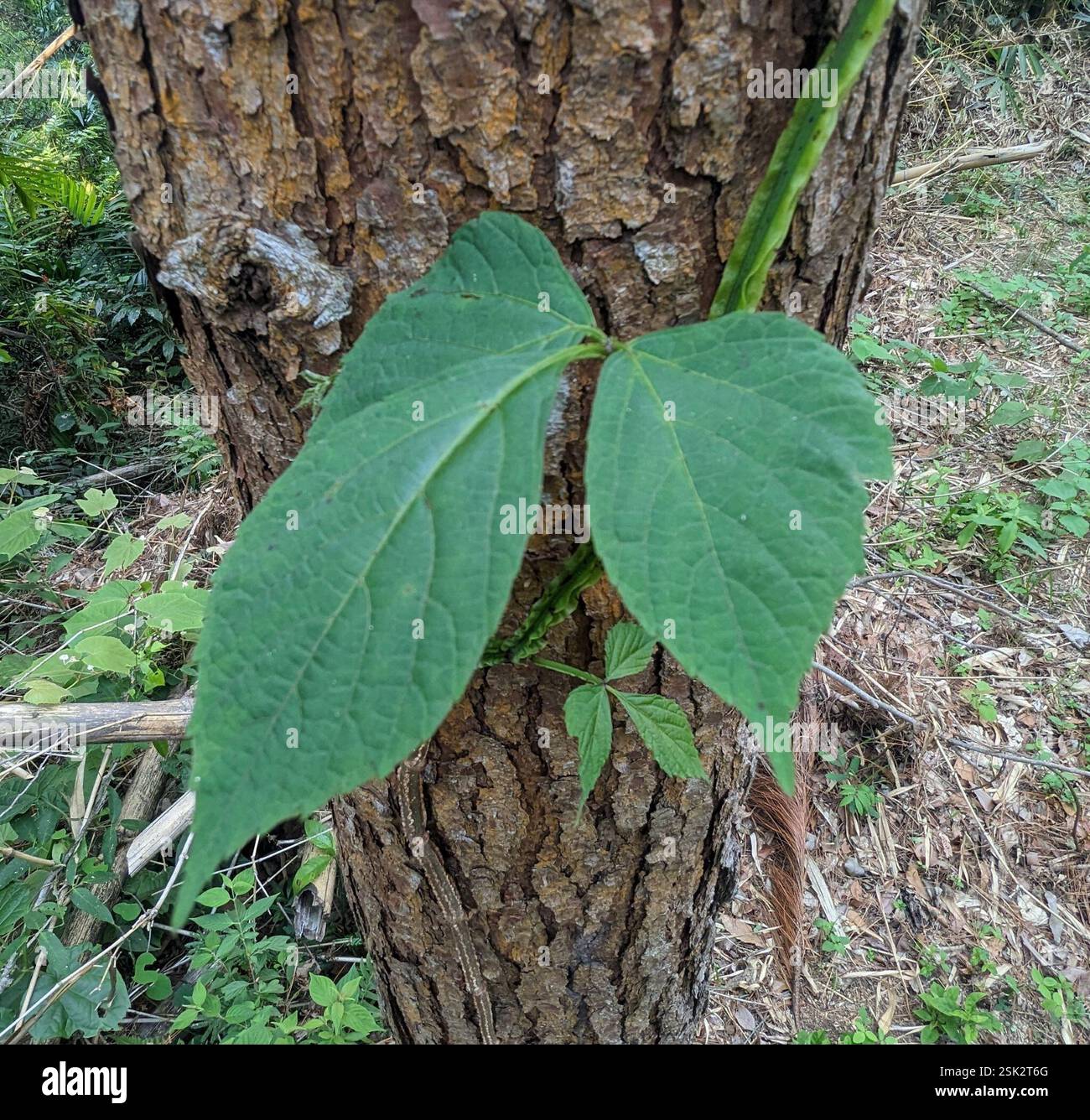 vascular plants (Tracheophyta), Plantae, Patulul, Guatemala Stock Photo ...