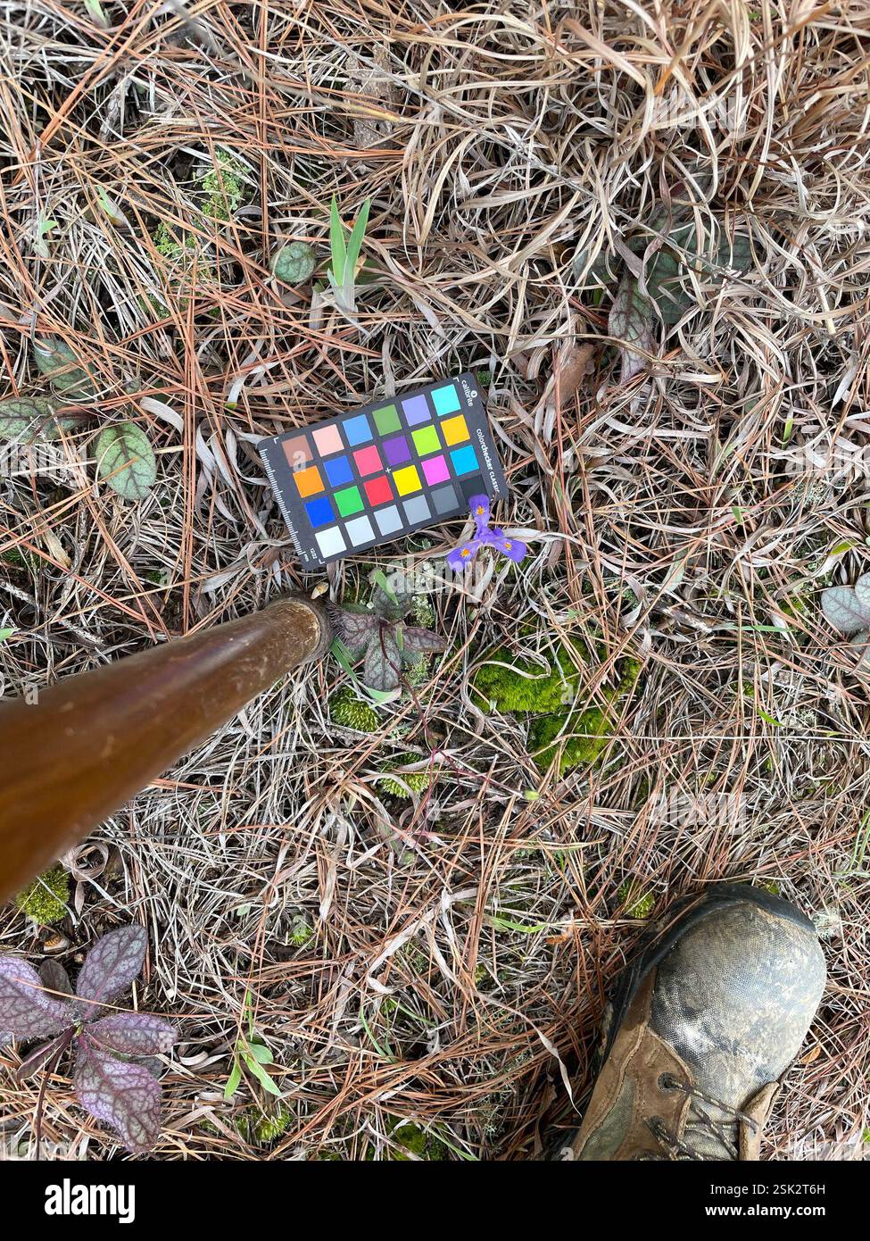 Dwarf Iris (Iris verna), Plantae, Mills Rd, Polkton, NC, US, Matt Koski ...