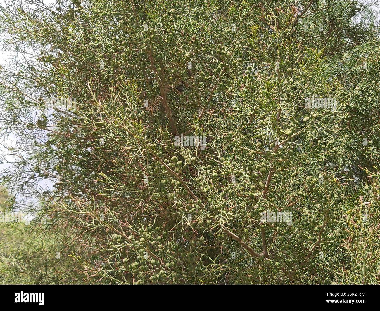 Tetraclinis hi-res stock photography and images - Alamy