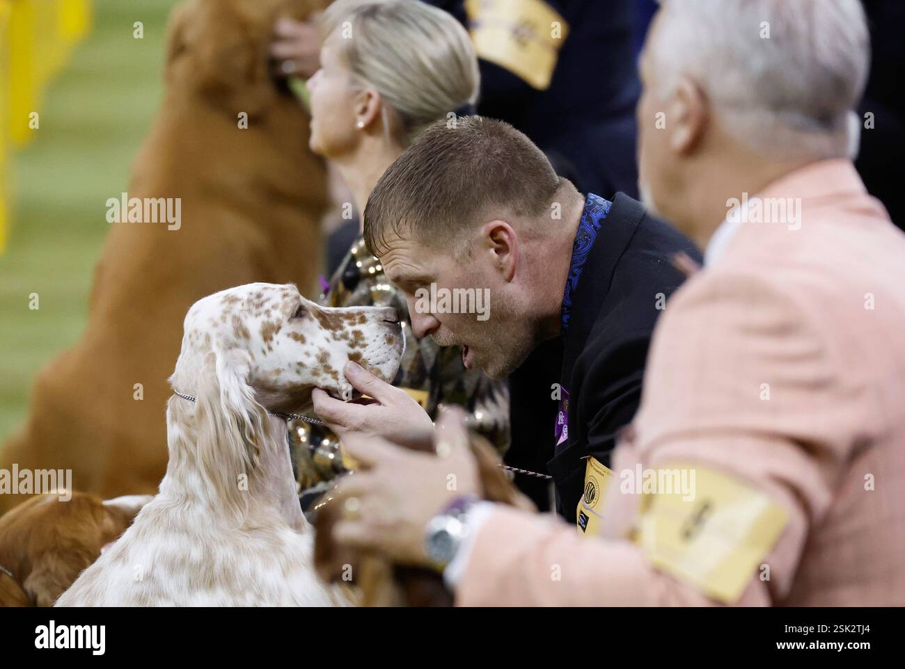 An English Setter looks at a handler when competing in the Sporting ...