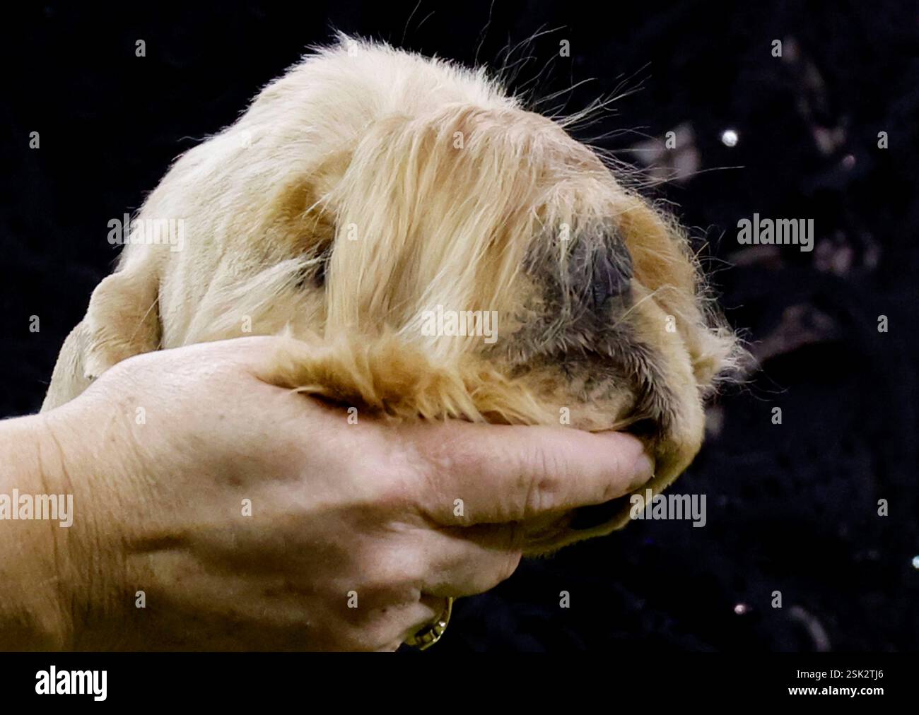 B o a c s hi-res stock photography and images - Alamy