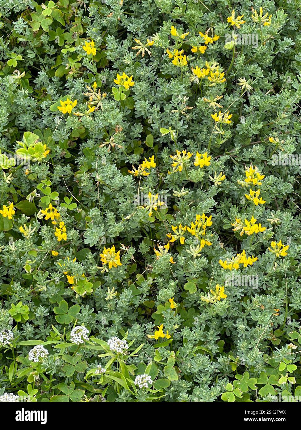 Cretan bird's-foot-trefoil (Lotus creticus), Plantae, Ilha Terceira ...