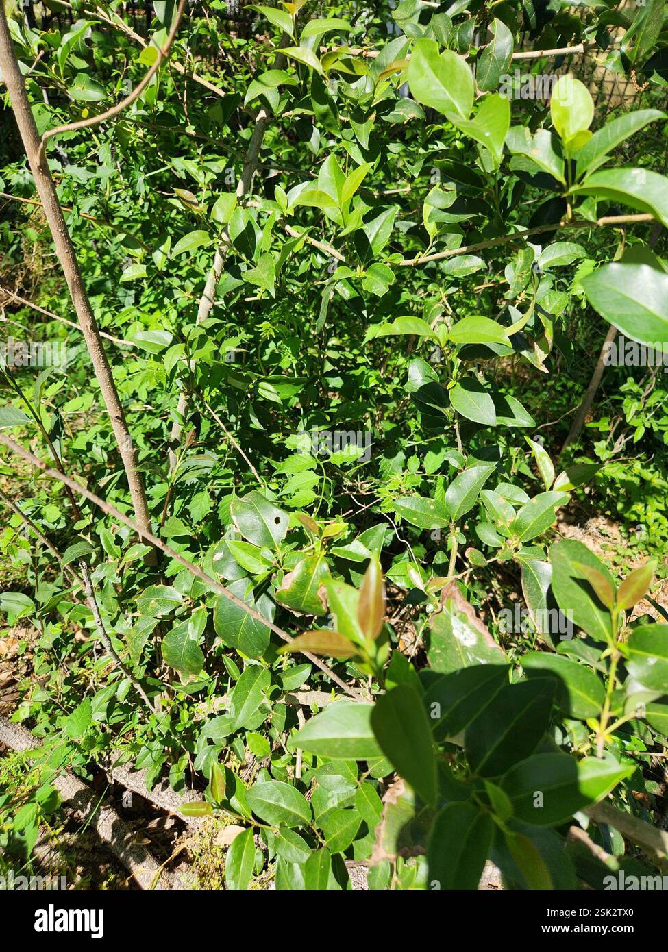 tree privet (Ligustrum lucidum), Plantae, Texas, US Stock Photo - Alamy