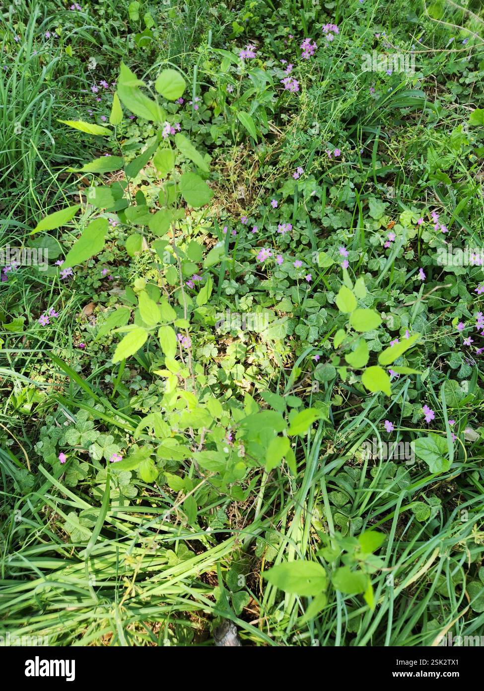 sugar hackberry (Celtis laevigata), Plantae, Texas, US Stock Photo - Alamy