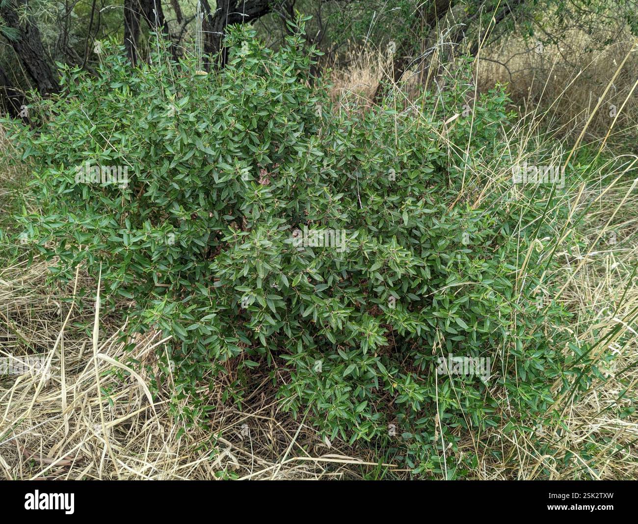 rock correa (Correa glabra), Plantae, Bundoora VIC 3083, Australia Stock Photo - Alamy