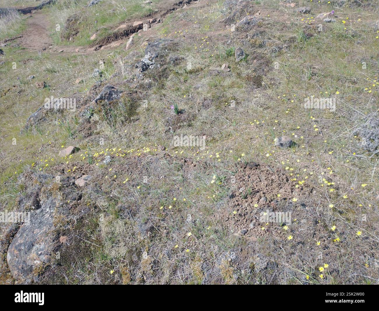 spring gold (Crocidium multicaule), Plantae, White Salmon, WA 98672 ...