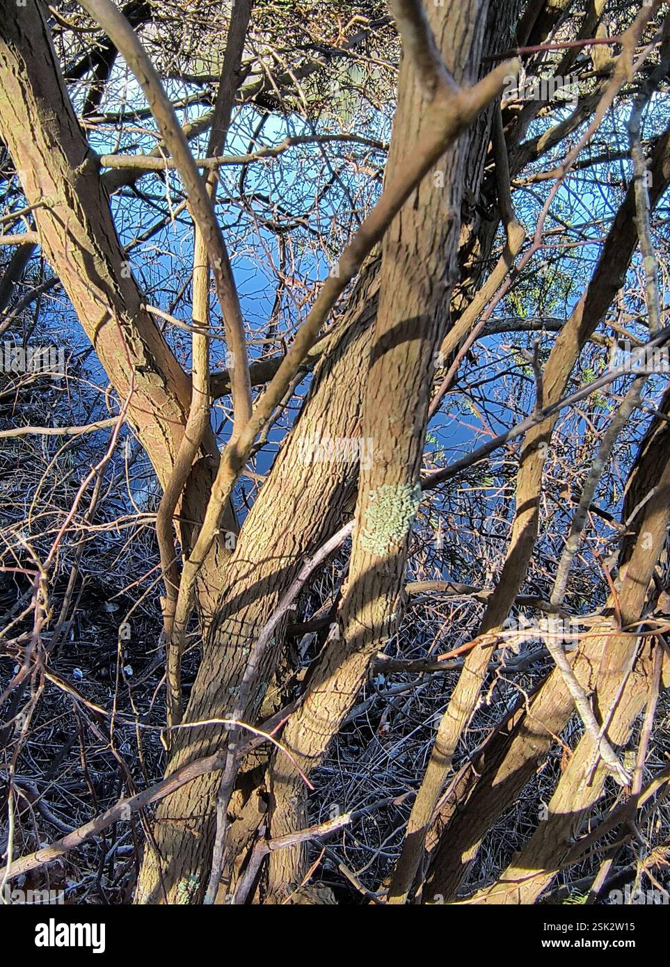 Atlantic white cedar (Chamaecyparis thyoides), Plantae, Turner Pond ...