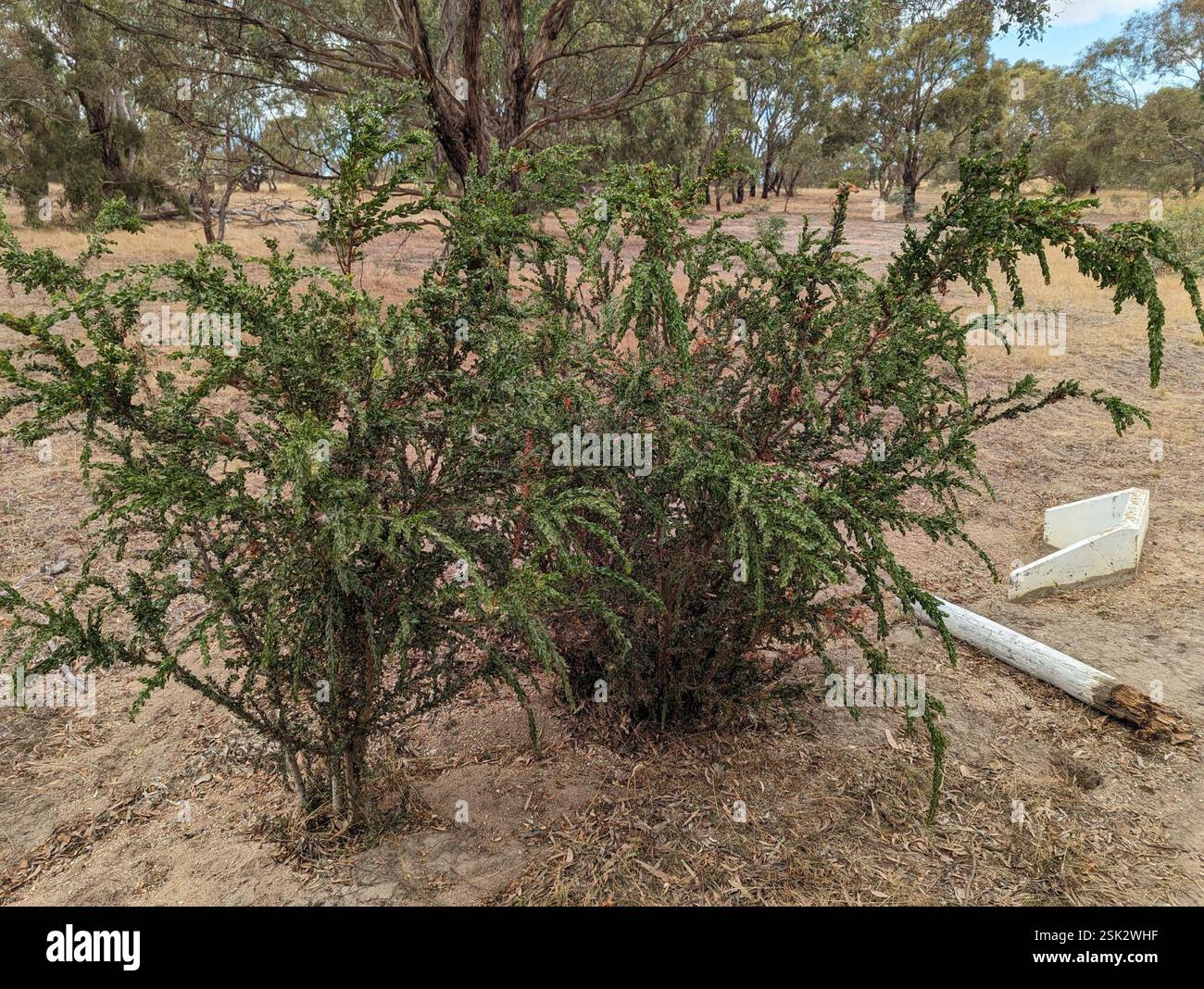 Kangaroo thorn (Acacia paradoxa), Plantae, Greenvale VIC 3059 ...