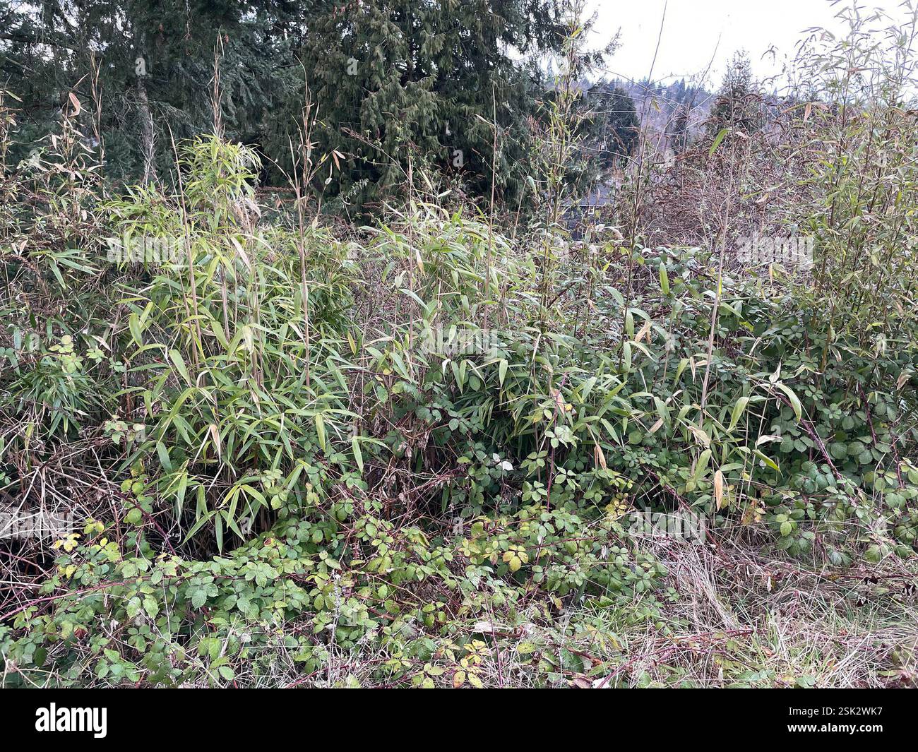 Arrow Bamboo (Pseudosasa japonica), Plantae, SW 104th St, Seattle, WA ...