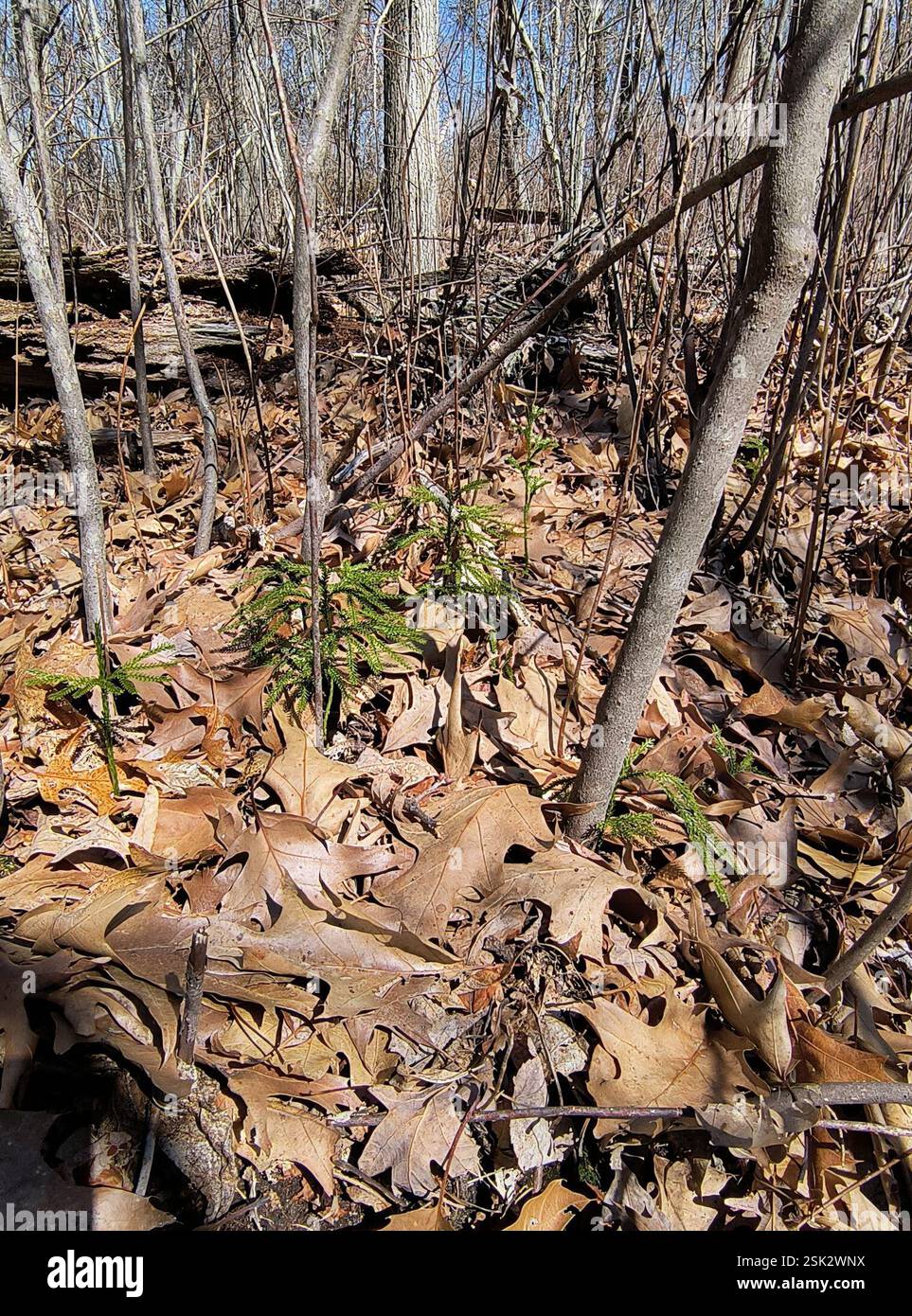 flat-branched tree-clubmoss (Dendrolycopodium obscurum), Plantae ...
