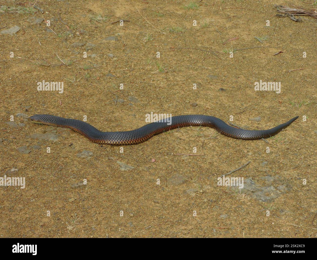 Lowlands Copperhead (Austrelaps superbus), Reptilia, Hobart TAS ...
