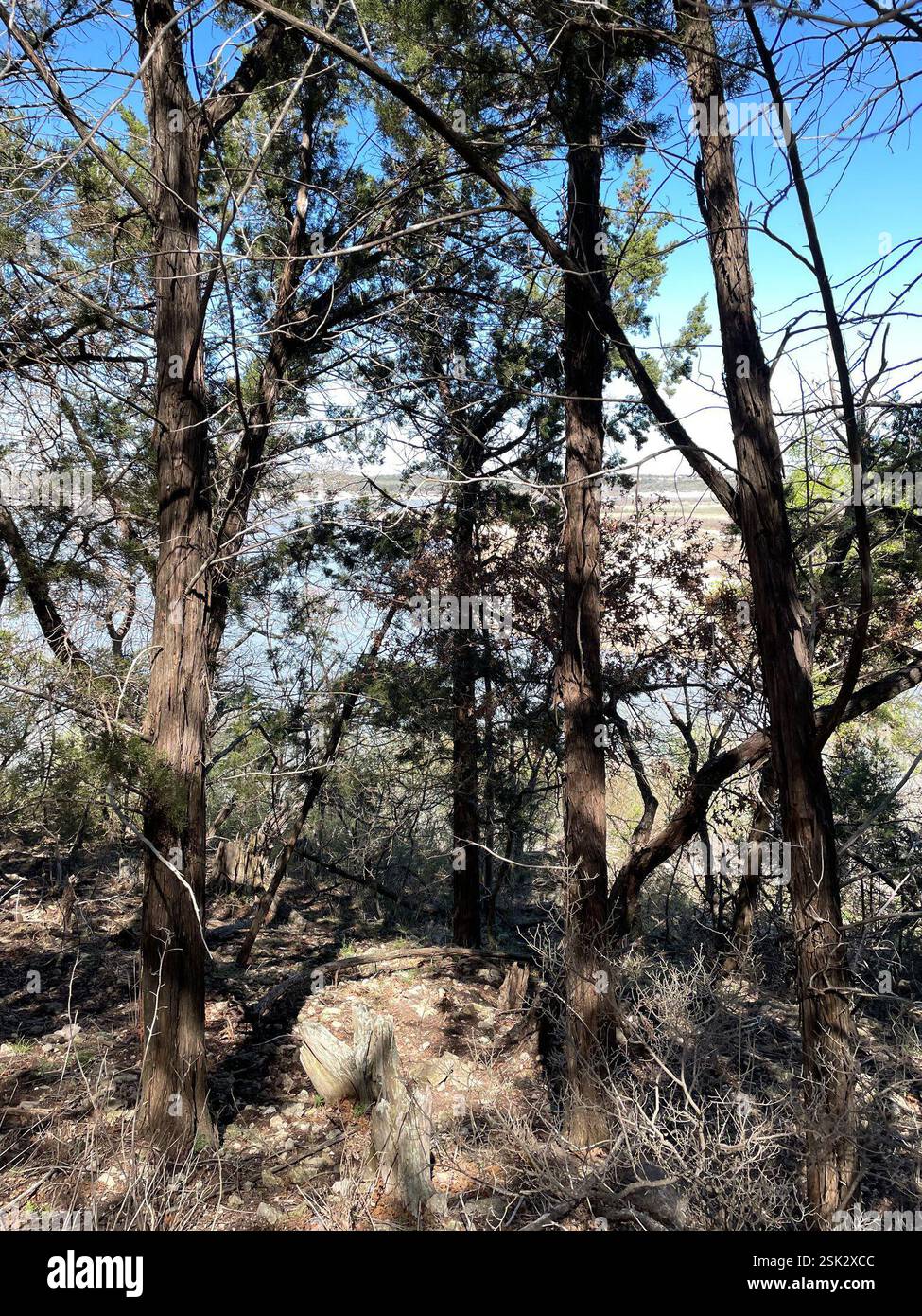 Ashe juniper (Juniperus ashei), Plantae, Killeen, TX, US Stock Photo ...