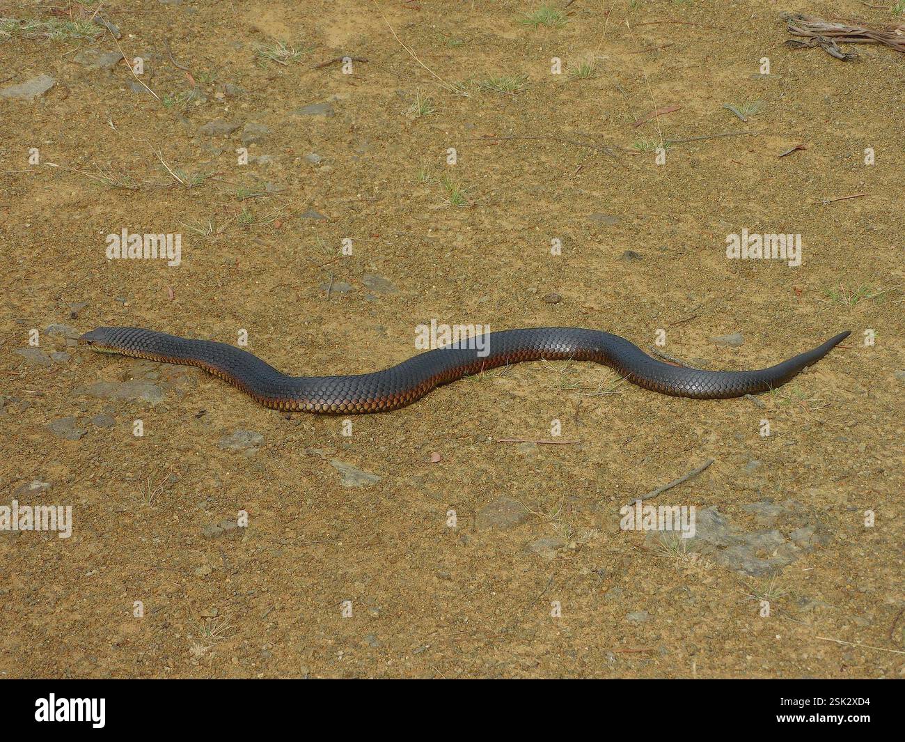 Lowlands Copperhead (Austrelaps superbus), Reptilia, Hobart TAS ...