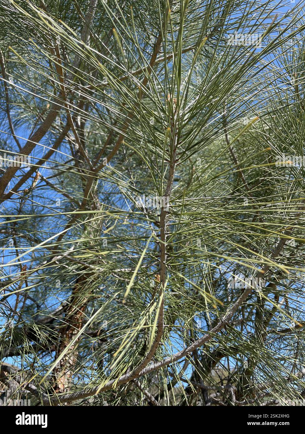 gray pine (Pinus sabiniana), Plantae, San Benito County, CA, USA Stock ...