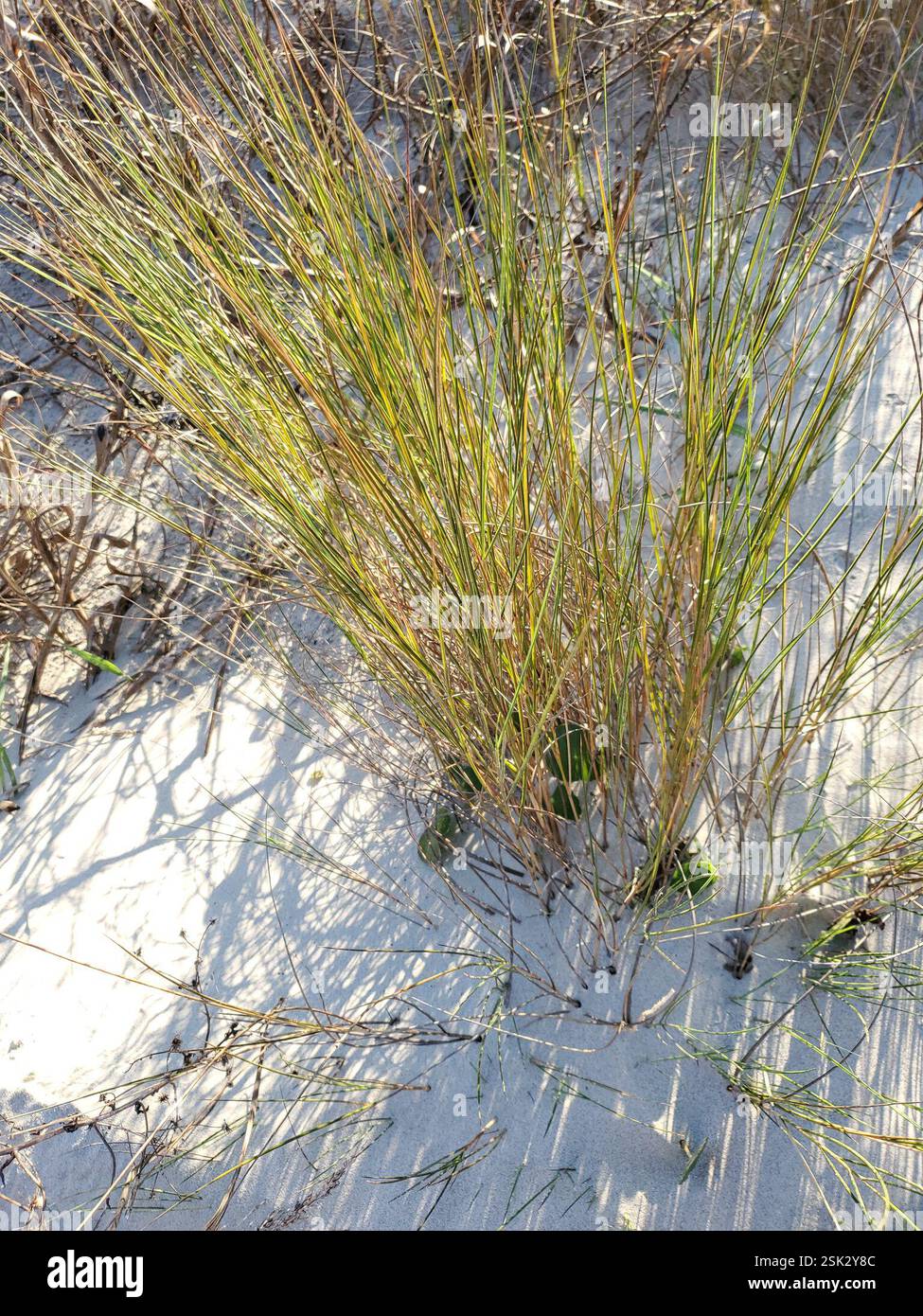 Marsh Hay Cordgrass (Sporobolus pumilus), Plantae, Charleston County ...