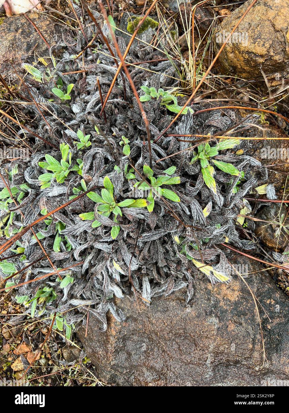 Scorpionweeds (Phacelia), Plantae, Josephine County, OR, USA, At the ...