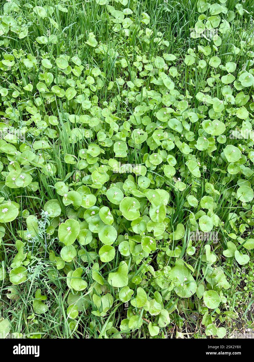 miner's lettuce (Claytonia perfoliata), Plantae, Fort Ord National ...