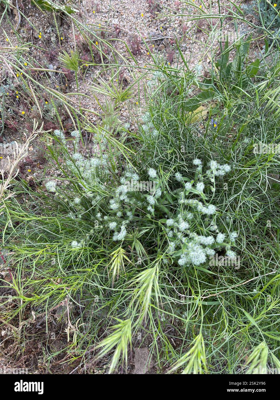 bearded cryptantha (Cryptantha barbigera), Plantae, Borrego Springs, CA ...