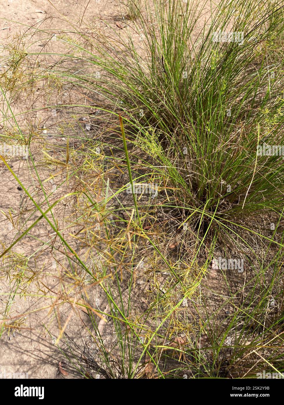flatsedges (Cyperus), Plantae, Duaringa, AU-QL, AU Stock Photo - Alamy