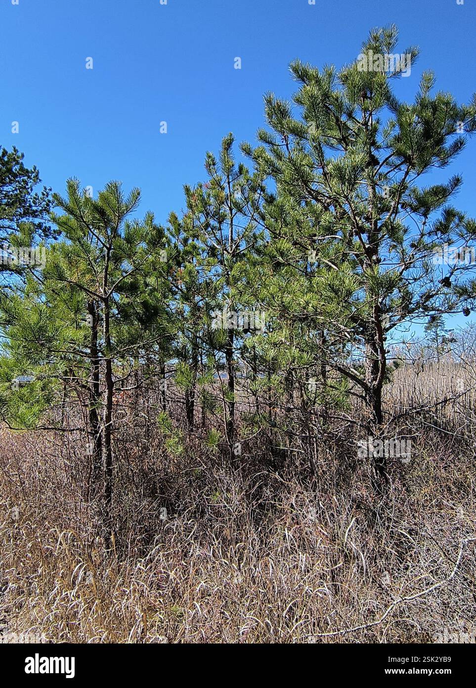 pitch pine (Pinus rigida), Plantae, Warren, RI 02885, USA, 3 foliate ...