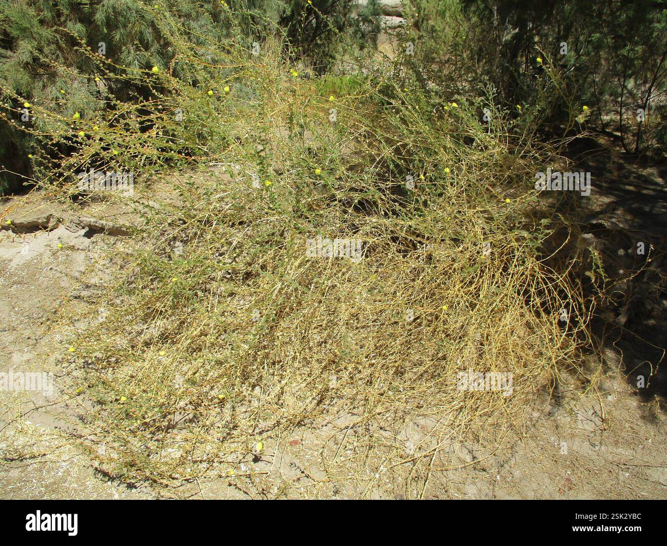Devil Thorns (Tribulus), Plantae, Erongo Region, Namibia Stock Photo ...
