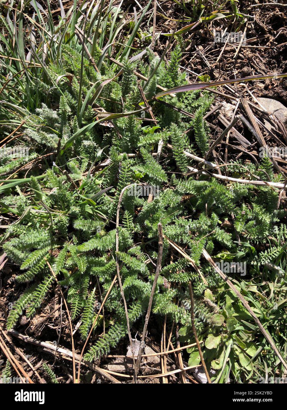 yarrows (Achillea), Plantae, Prescott National Forest, Prescott, AZ, US ...