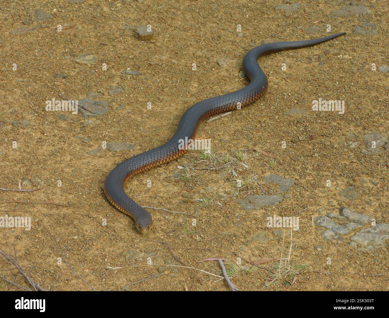 Lowlands Copperhead (Austrelaps superbus), Reptilia, Hobart TAS ...