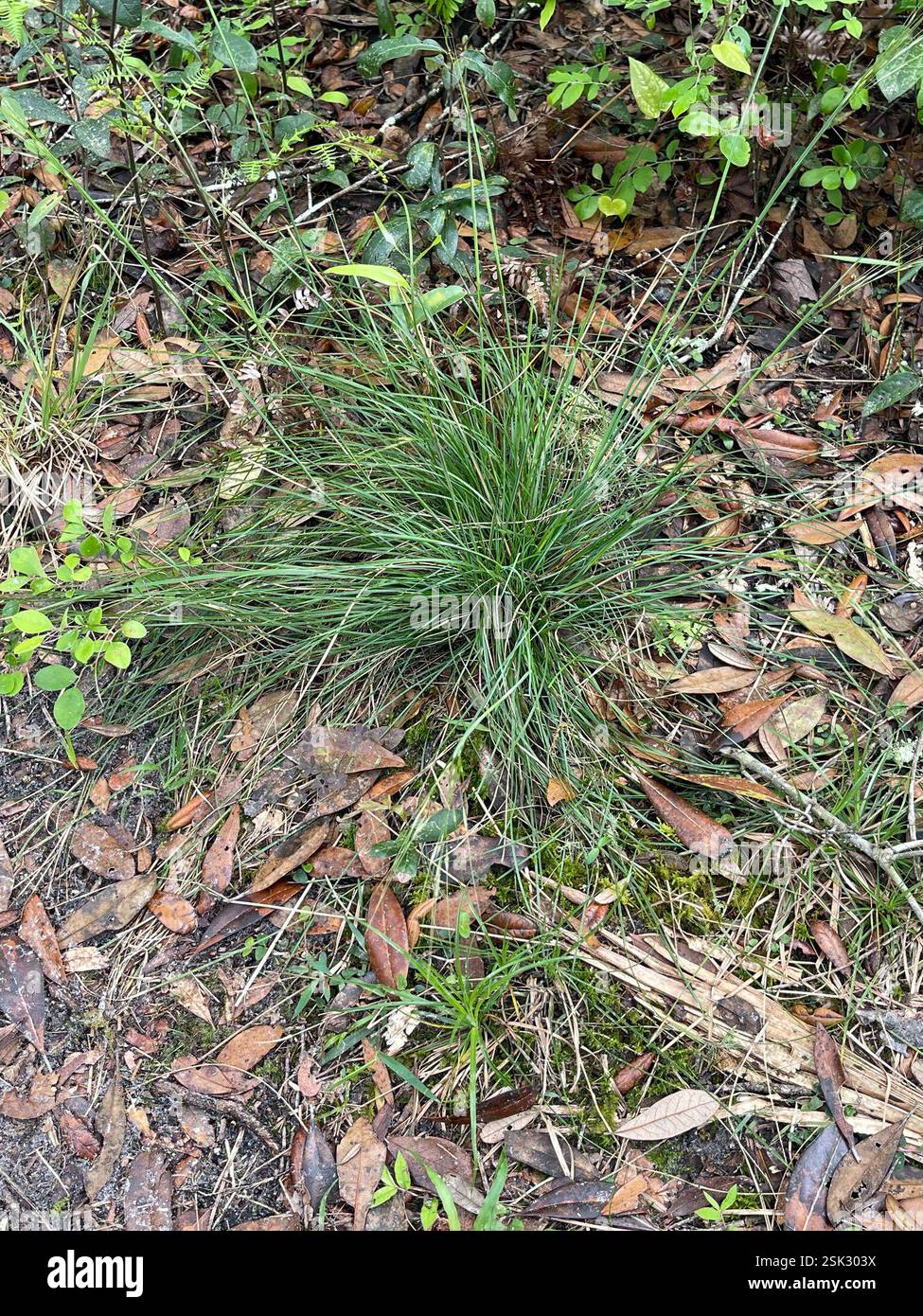 Blackseed Needlegrass (Piptochaetium avenaceum), Plantae, O'Leno State ...