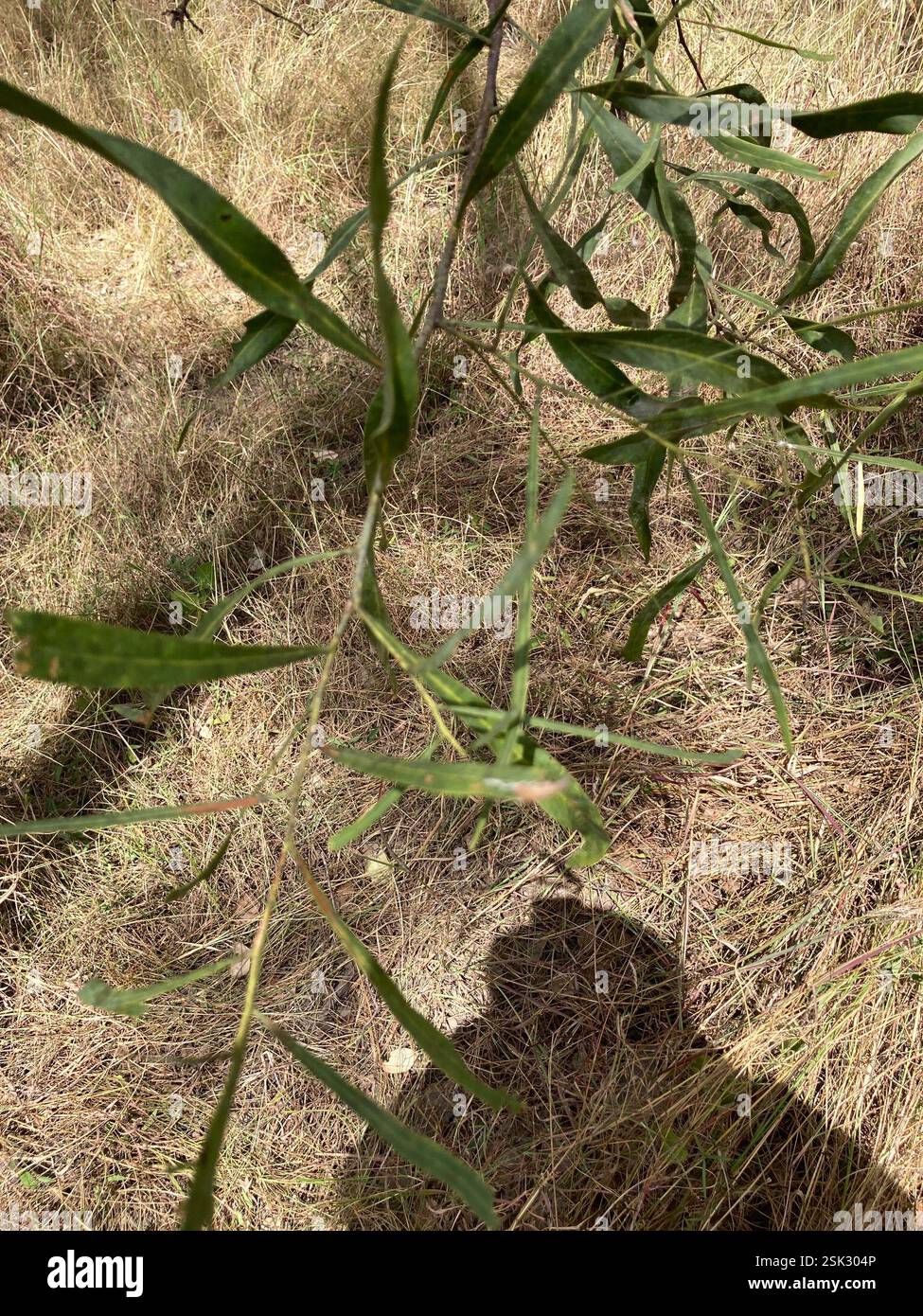 Willow Acacia (Acacia salicina), Plantae, Ogmore, QLD, AU Stock Photo ...