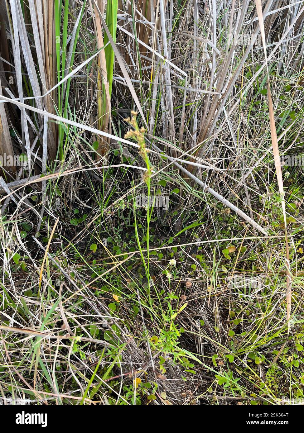 Southern Beaksedge (Rhynchospora microcarpa), Plantae, Florida, US ...