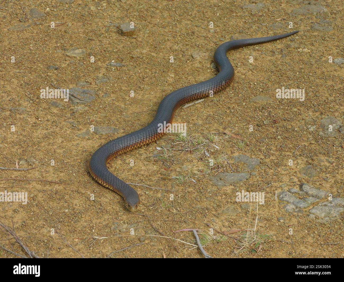 Lowlands Copperhead (Austrelaps superbus), Reptilia, Hobart TAS ...