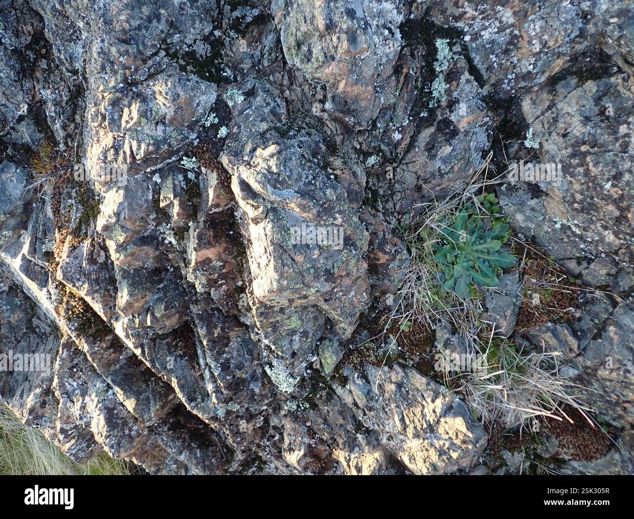 Map Lichens (Rhizocarpon), Fungi, Fairfield, Victoria, BC, Canada Stock ...