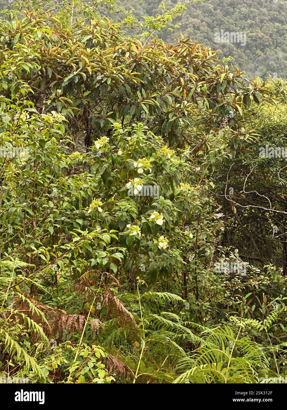 dicots (Magnoliopsida), Plantae, Luzon, Hungduan, Ifugao, PH Stock ...