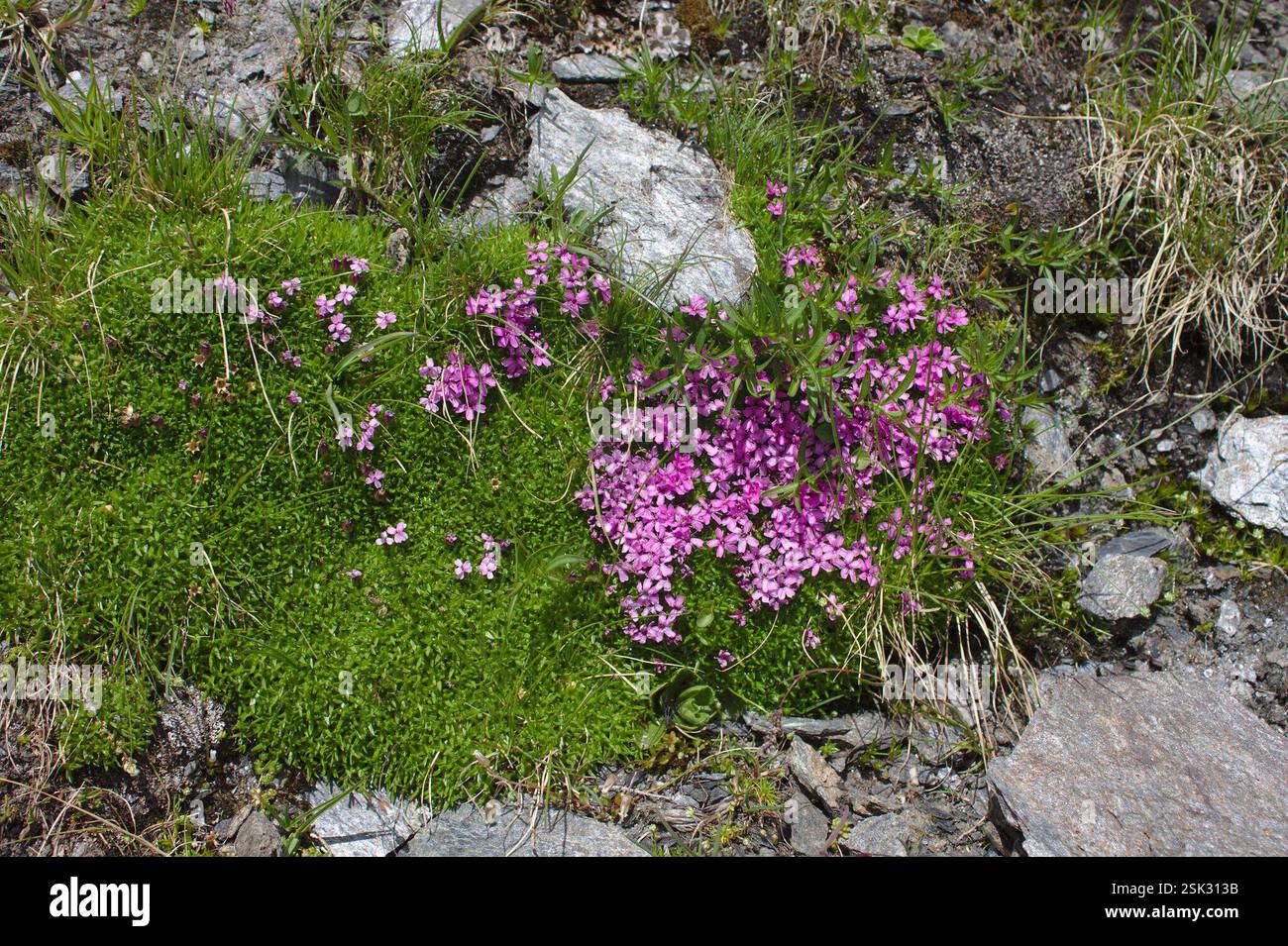 Moss Campion (Silene acaulis), Plantae, 3961 Ayer, Suisse Stock Photo ...