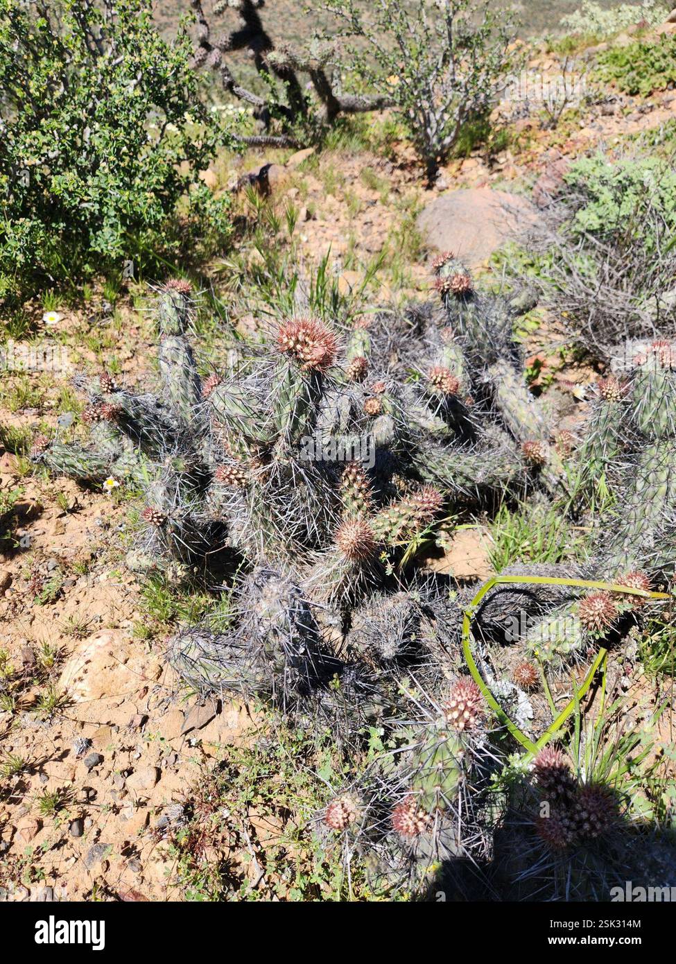 California Cholla (Cylindropuntia californica), Plantae, Ensenada, MX ...
